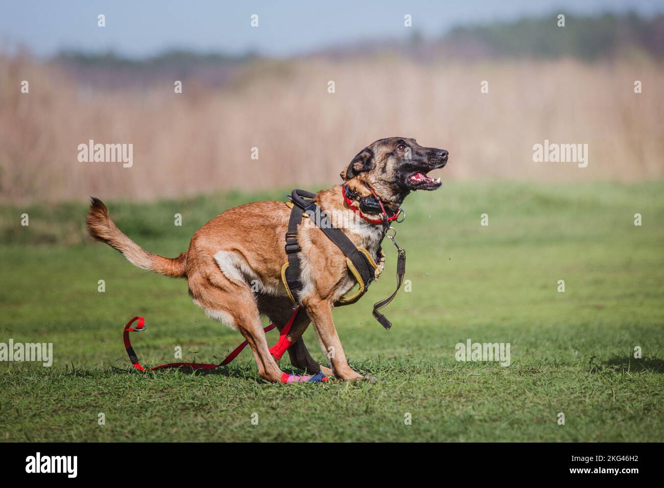 Working malinois dog. Belgian shepherd dog. Police, guard dog Stock ...