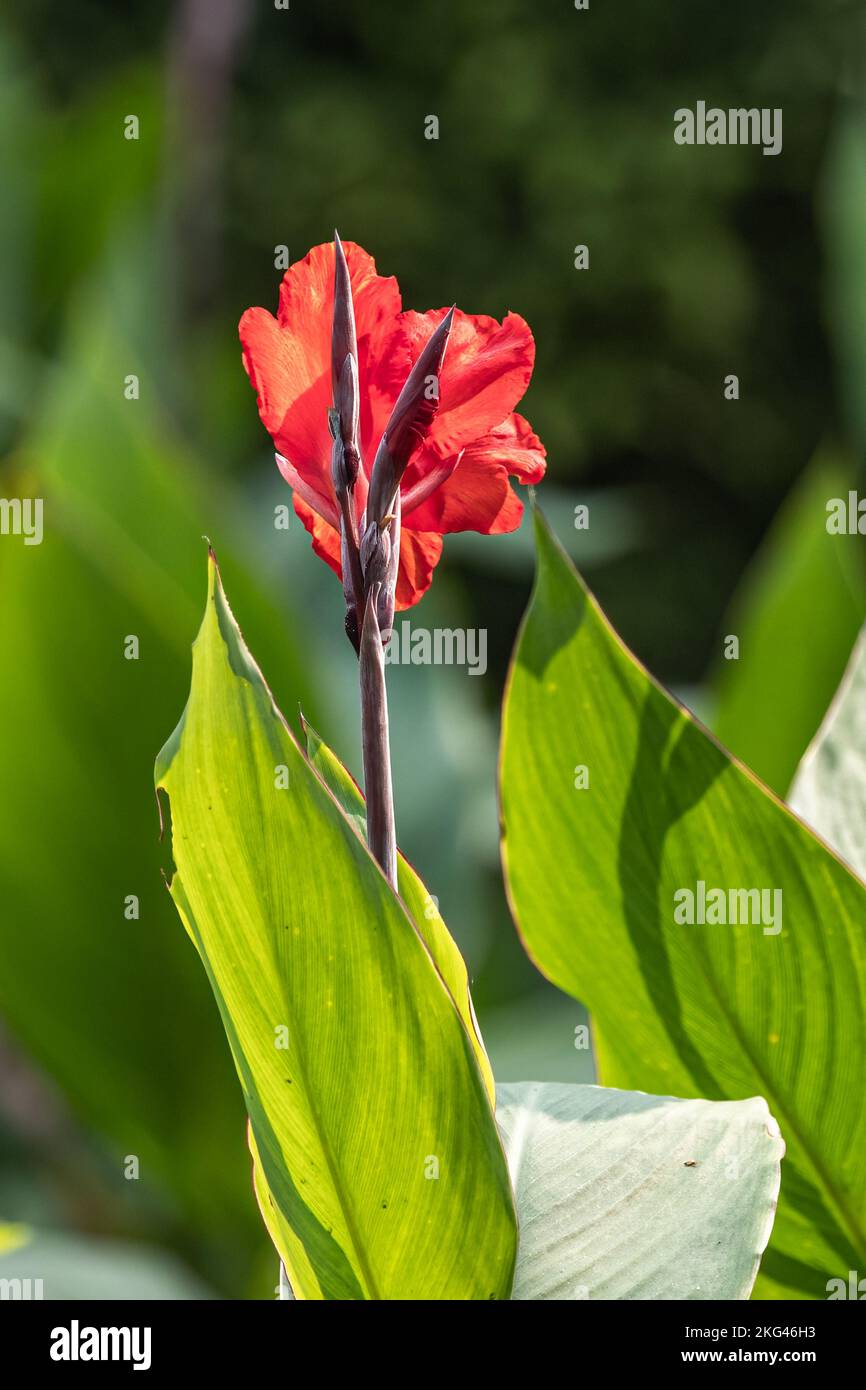 Lemon punch canna lily hi-res stock photography and images - Alamy