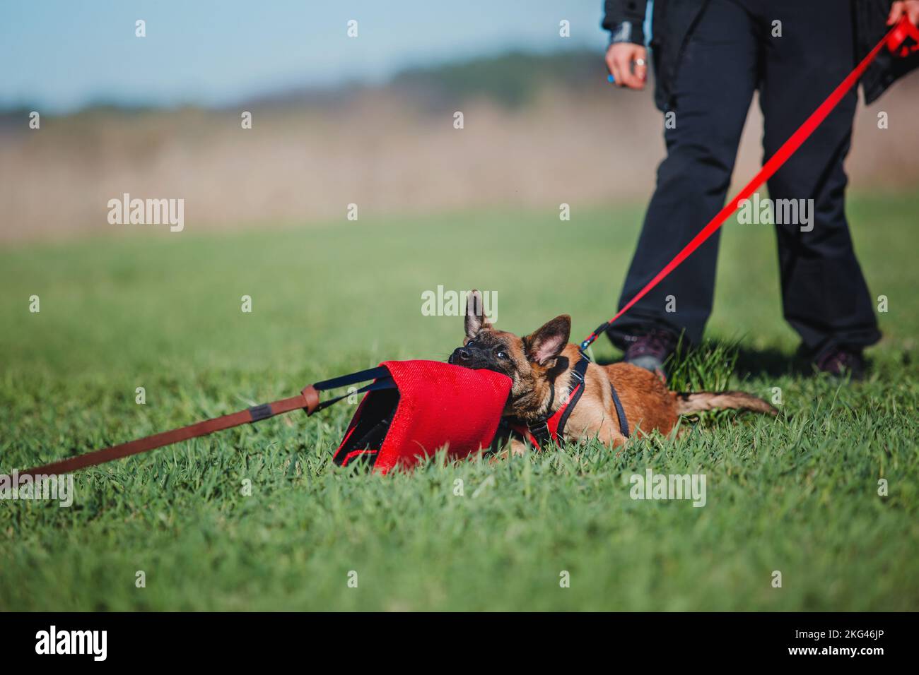Working malinois dog. Belgian shepherd dog. Police, guard dog Stock ...