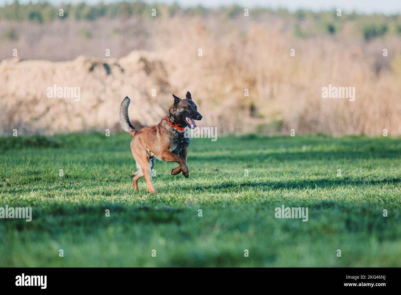 Working malinois dog. Belgian shepherd dog. Police, guard dog Stock ...