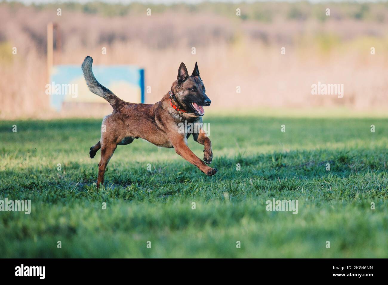 Working malinois dog. Belgian shepherd dog. Police, guard dog Stock ...