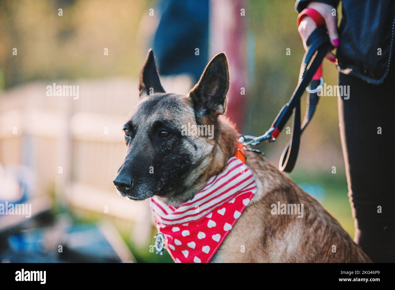 Working malinois dog. Belgian shepherd dog. Police, guard dog Stock ...
