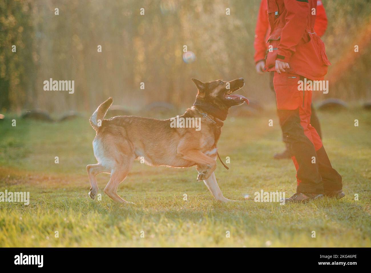 Working malinois dog. Belgian shepherd dog. Police, guard dog Stock ...