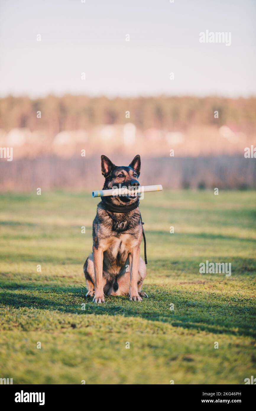 Working malinois dog. Belgian shepherd dog. Police, guard dog Stock ...
