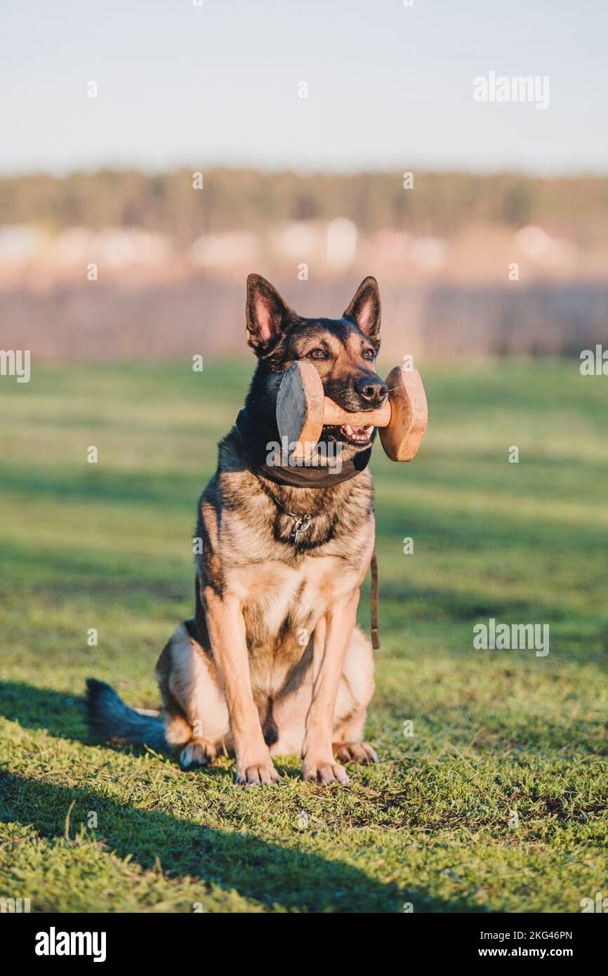 Working malinois dog. Belgian shepherd dog. Police, guard dog Stock ...