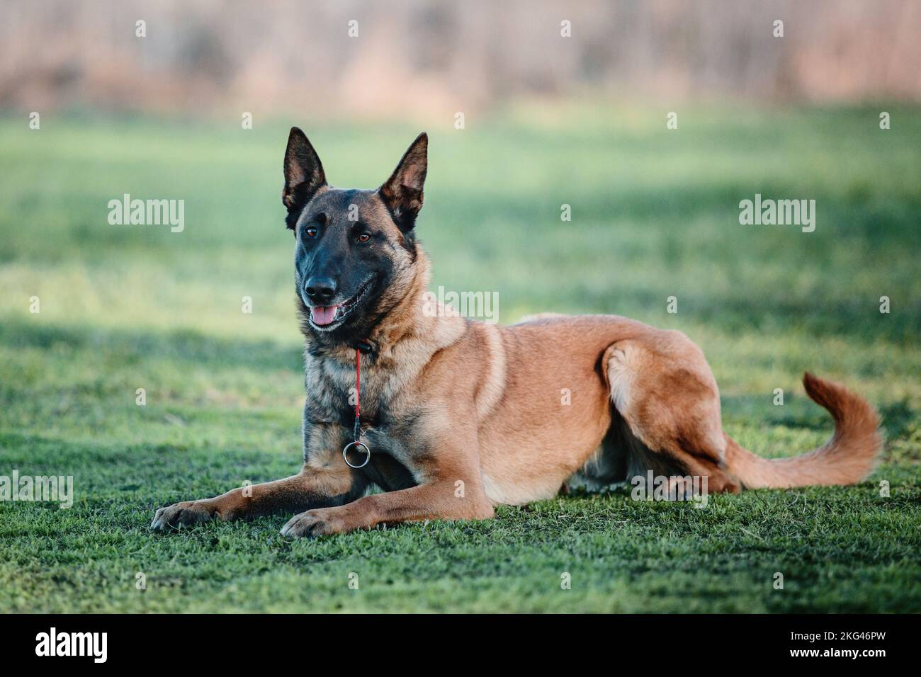 Working malinois dog. Belgian shepherd dog. Police, guard dog Stock ...