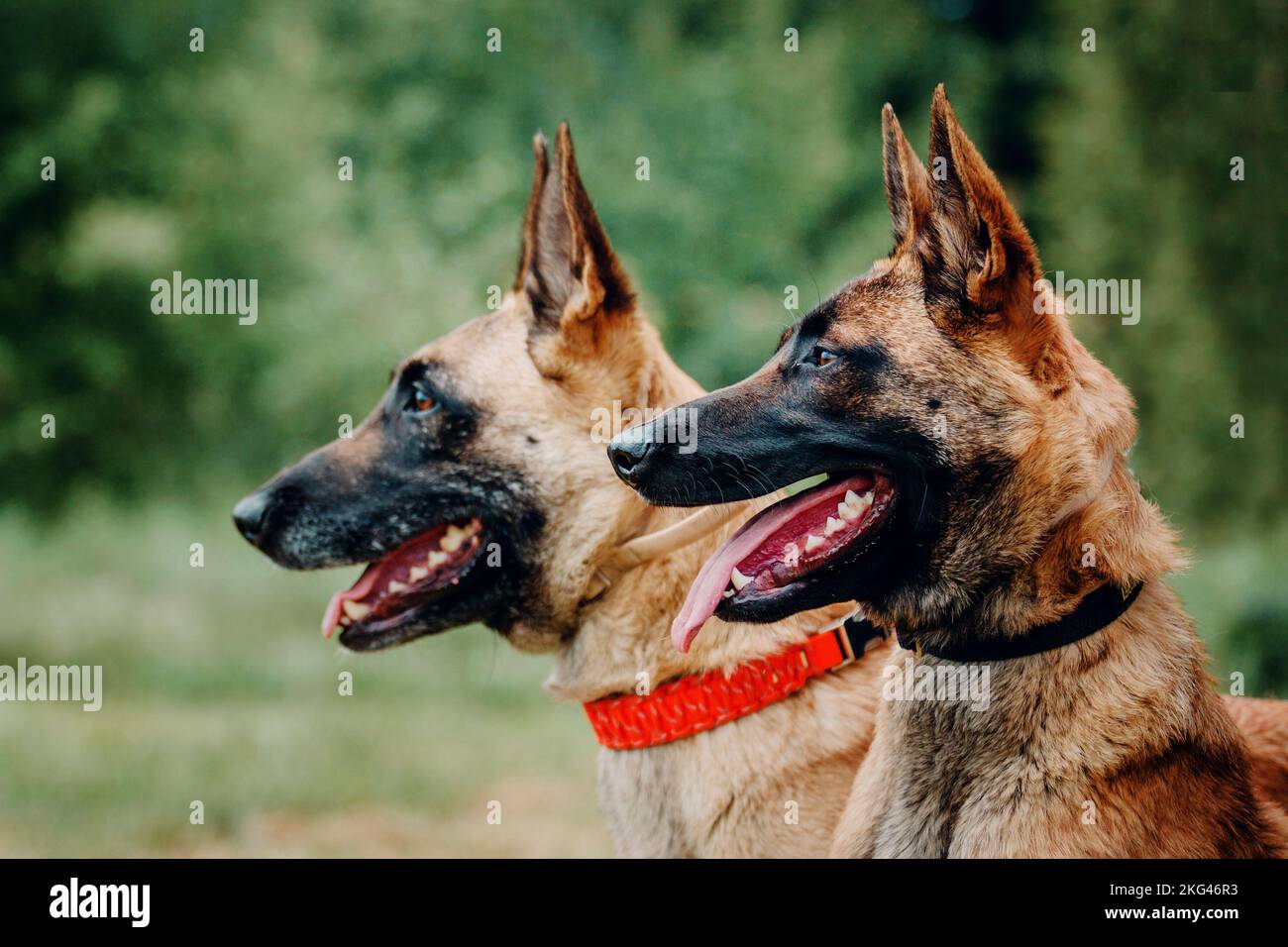 Working malinois dog. Belgian shepherd dog. Police, guard dog Stock ...
