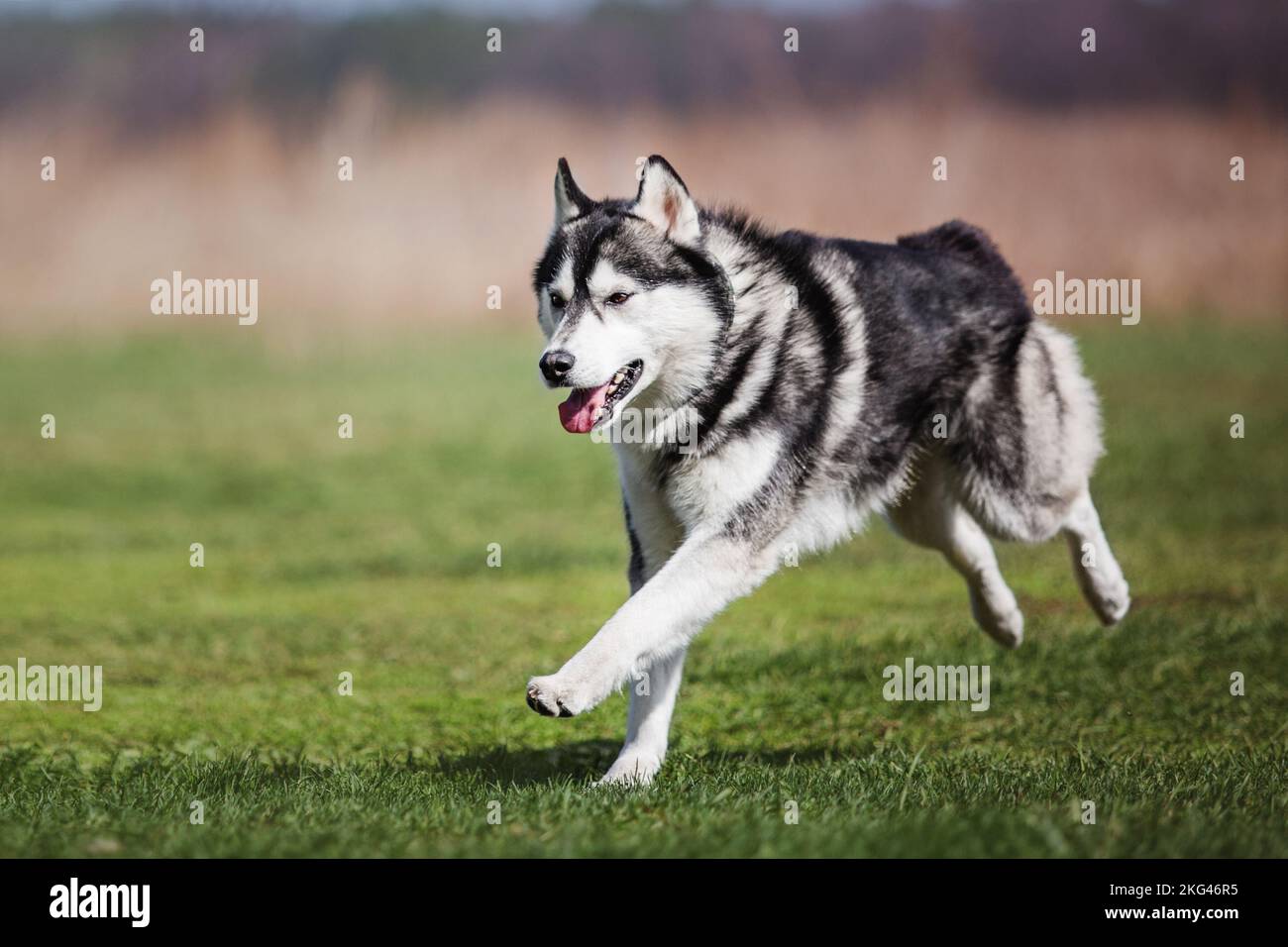 Working malinois dog. Belgian shepherd dog. Police, guard dog Stock ...