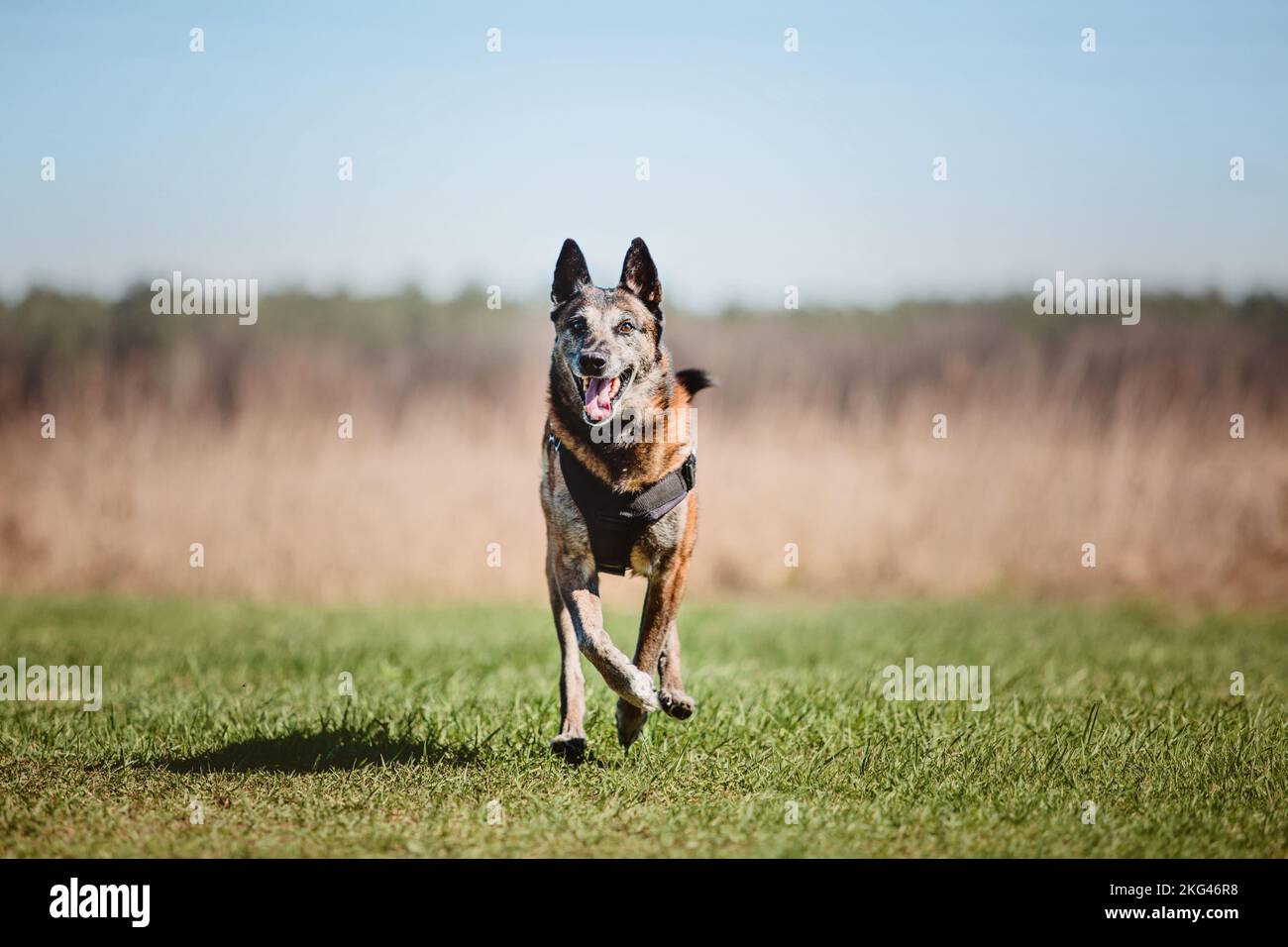 Working malinois dog. Belgian shepherd dog. Police, guard dog Stock ...