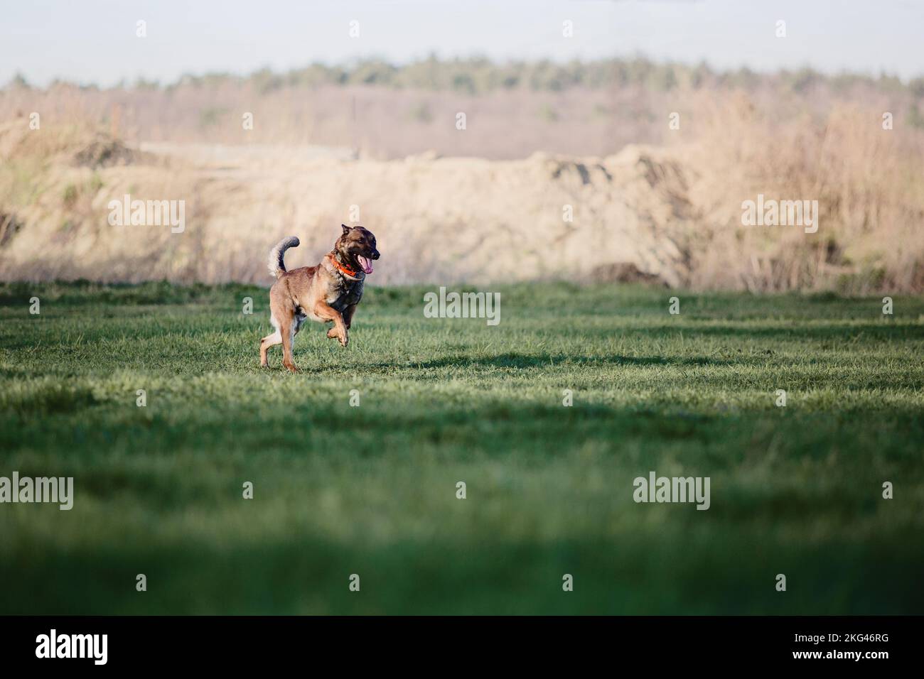 Working malinois dog. Belgian shepherd dog. Police, guard dog Stock ...