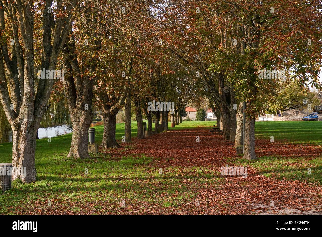 A panoramic shot of an autumn landscape of an alley of trees and fallen ...