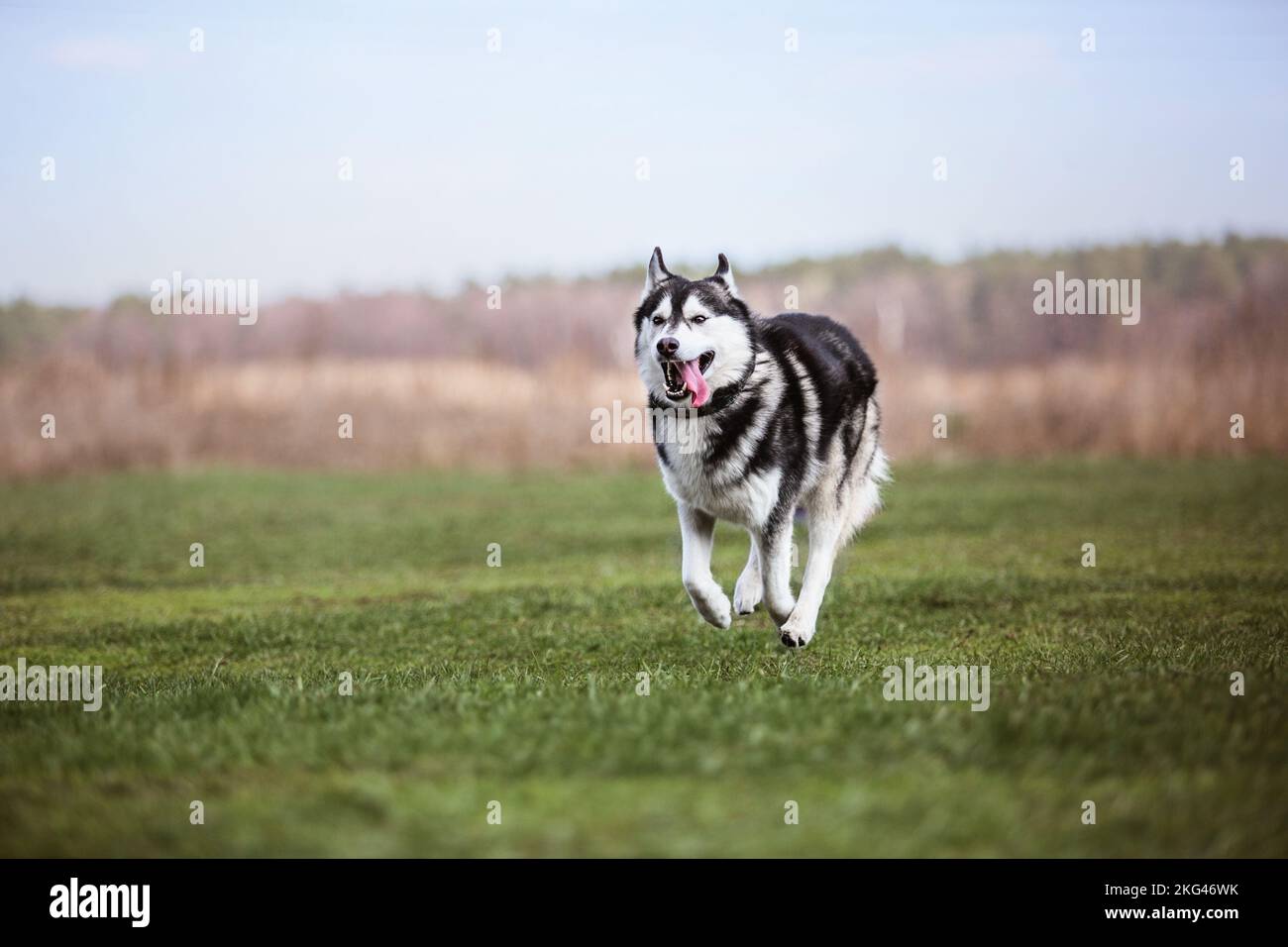 Working malinois dog. Belgian shepherd dog. Police, guard dog Stock ...