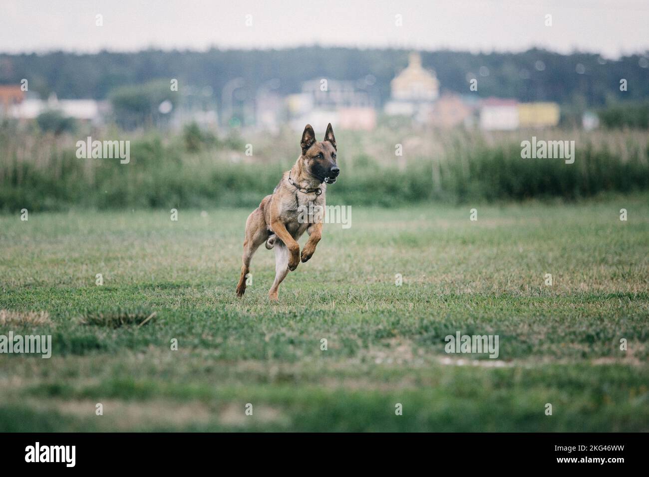 Working malinois dog. Belgian shepherd dog. Police, guard dog Stock ...