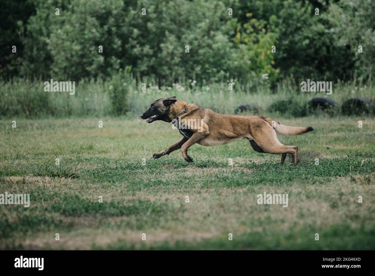 Working malinois dog. Belgian shepherd dog. Police, guard dog Stock ...