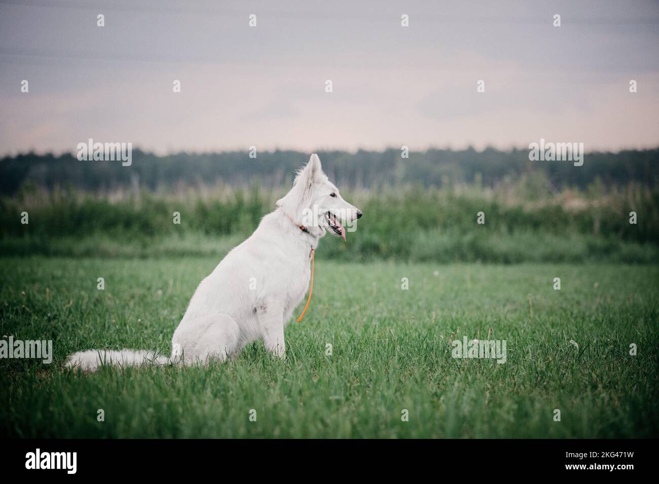 Working malinois dog. Belgian shepherd dog. Police, guard dog Stock ...