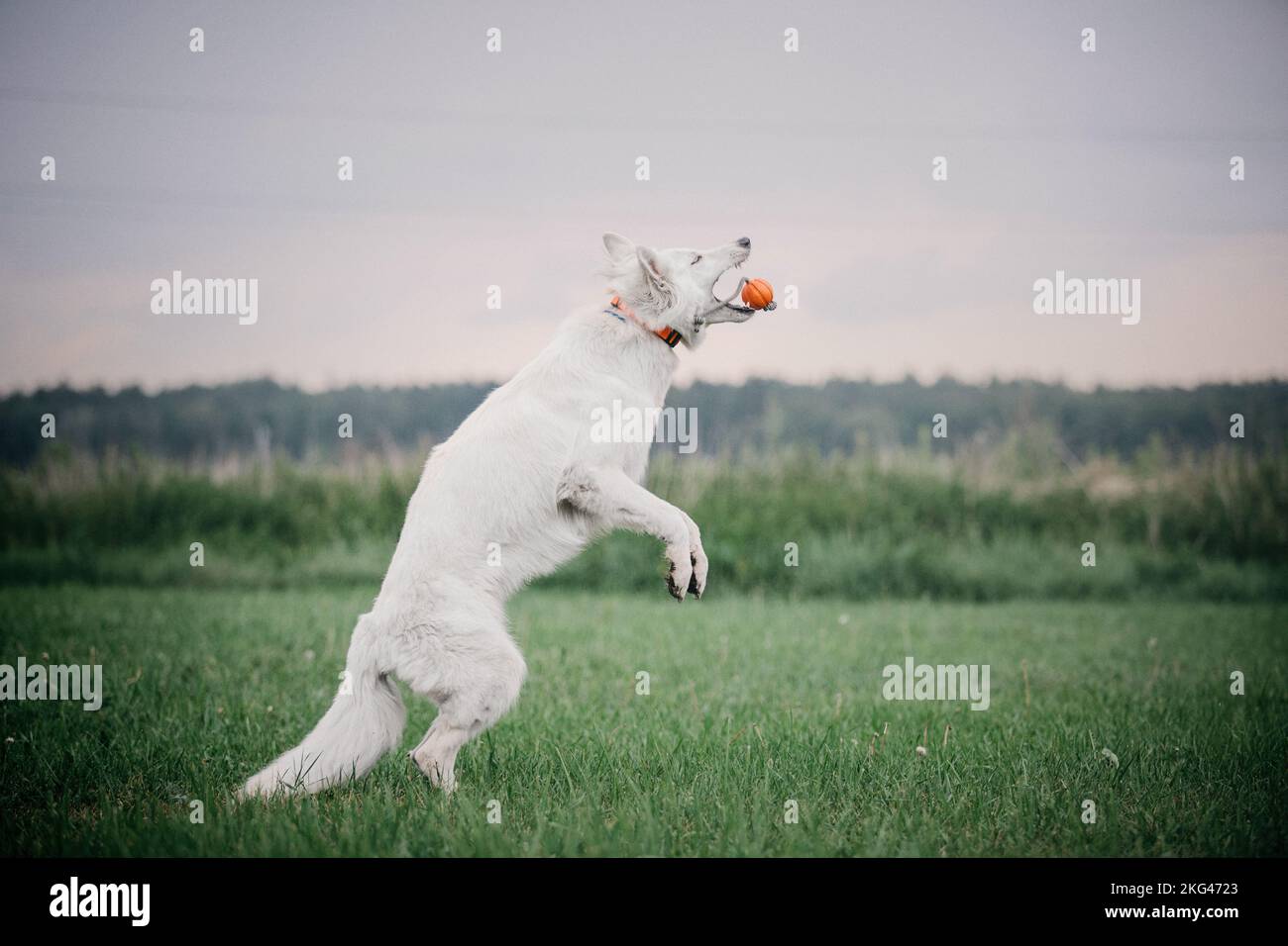 Working malinois dog. Belgian shepherd dog. Police, guard dog Stock ...