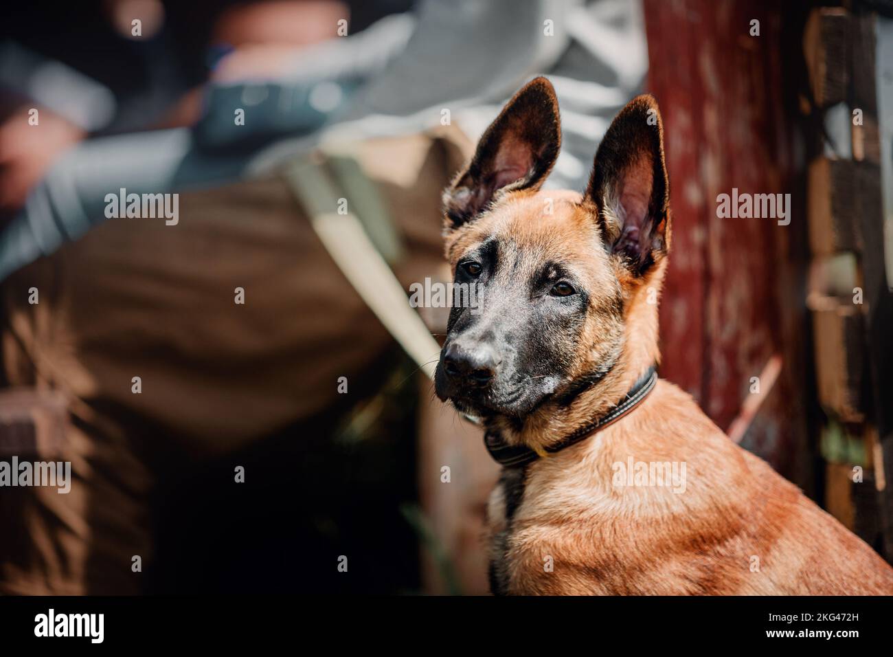 Working malinois dog. Belgian shepherd dog. Police, guard dog Stock ...