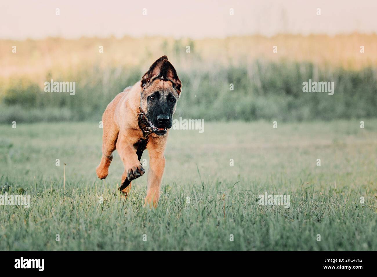 Working malinois dog. Belgian shepherd dog. Police, guard dog Stock ...