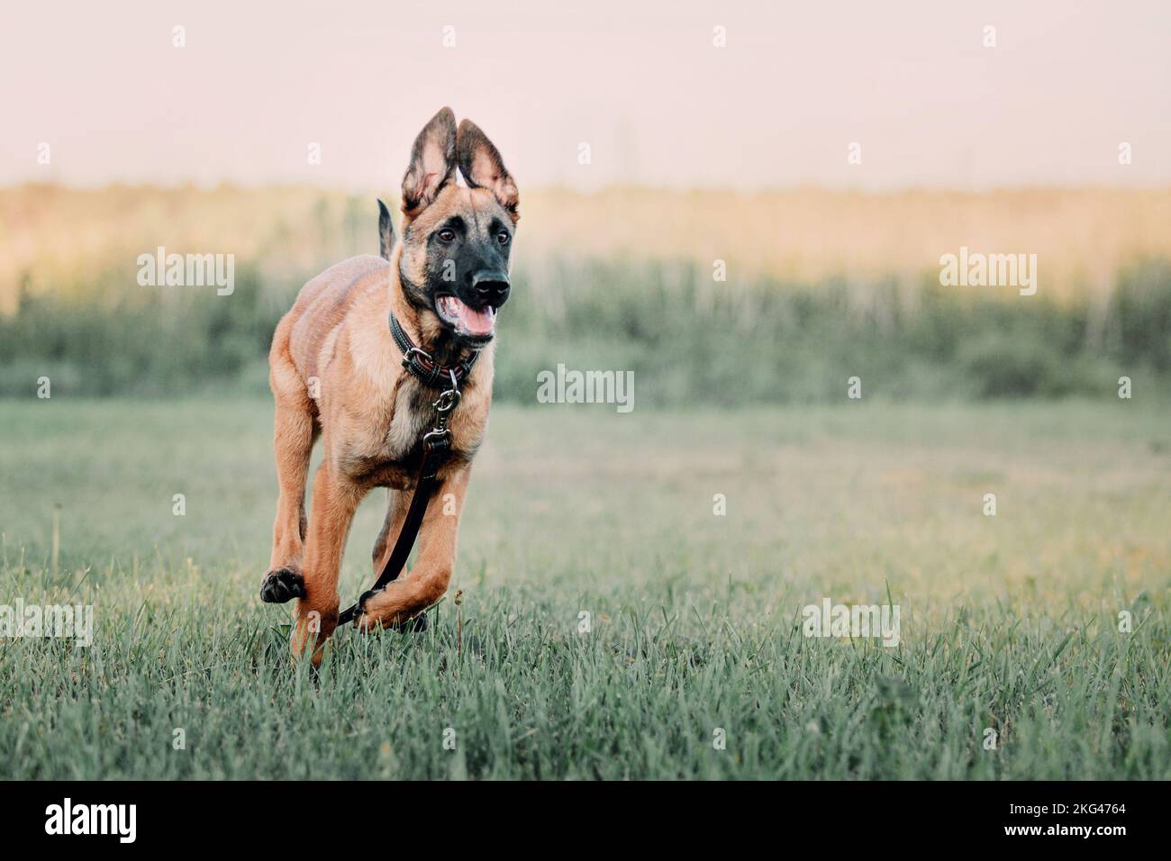 Working malinois dog. Belgian shepherd dog. Police, guard dog Stock ...