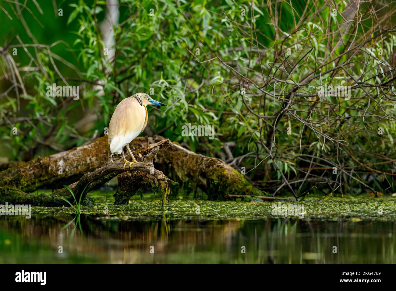 A pond heron in the swamps of the Danube Delta in Romania Stock Photo ...