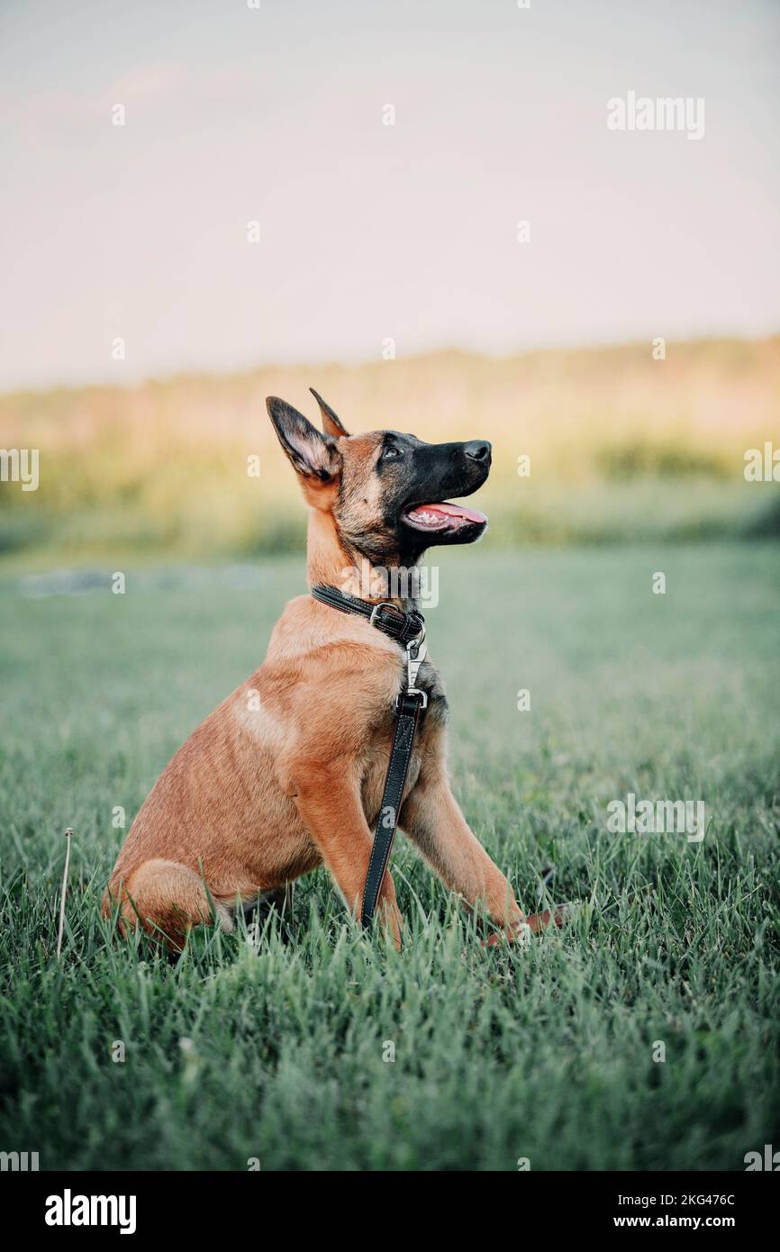 Working malinois dog. Belgian shepherd dog. Police, guard dog Stock ...