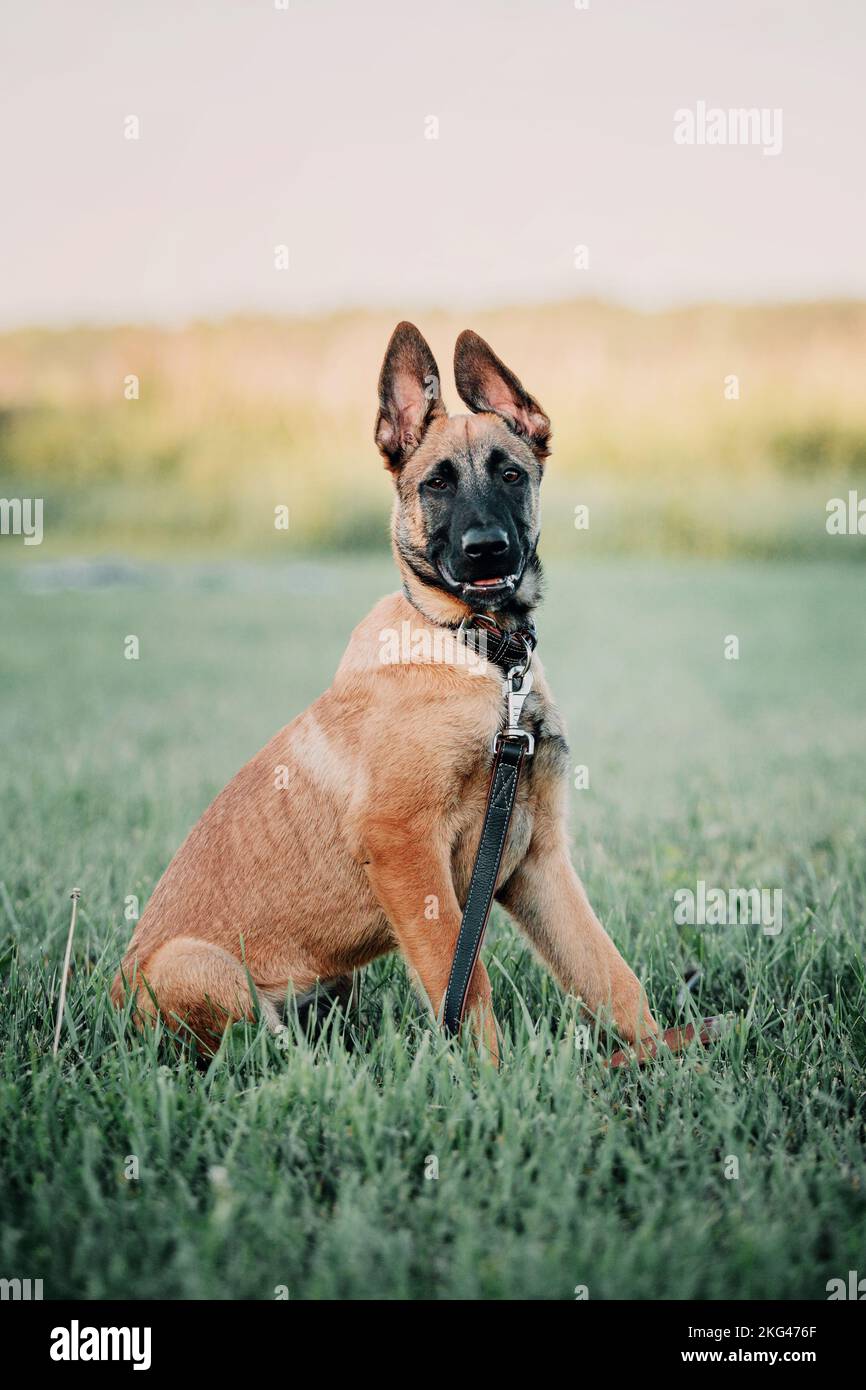 Working malinois dog. Belgian shepherd dog. Police, guard dog Stock ...