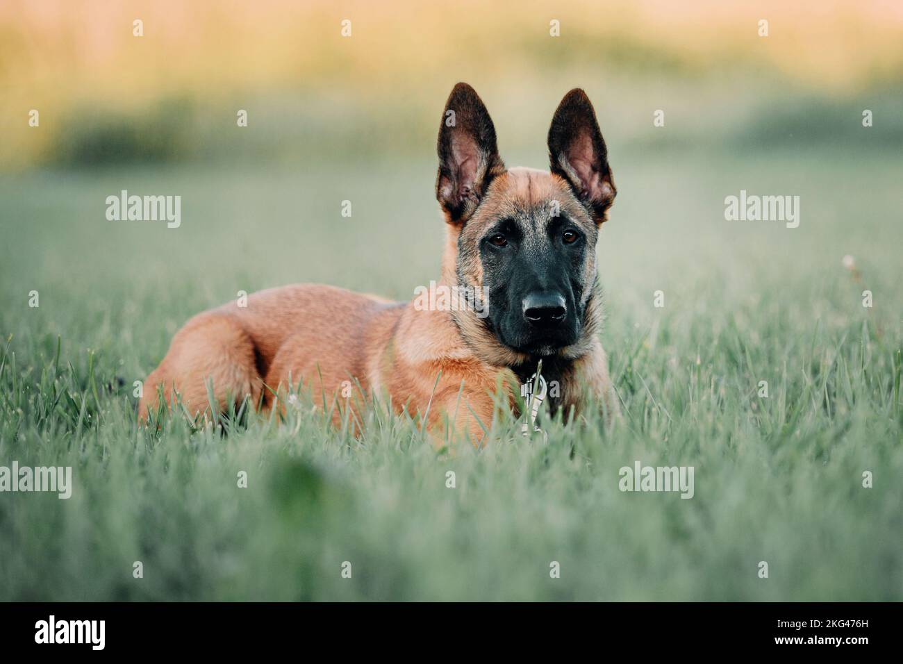Working malinois dog. Belgian shepherd dog. Police, guard dog Stock ...