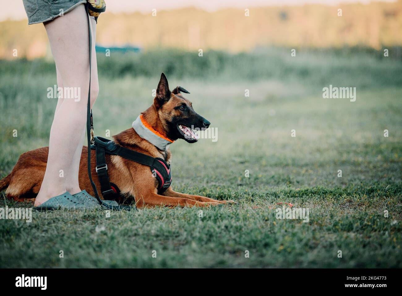 Working malinois dog. Belgian shepherd dog. Police, guard dog Stock ...