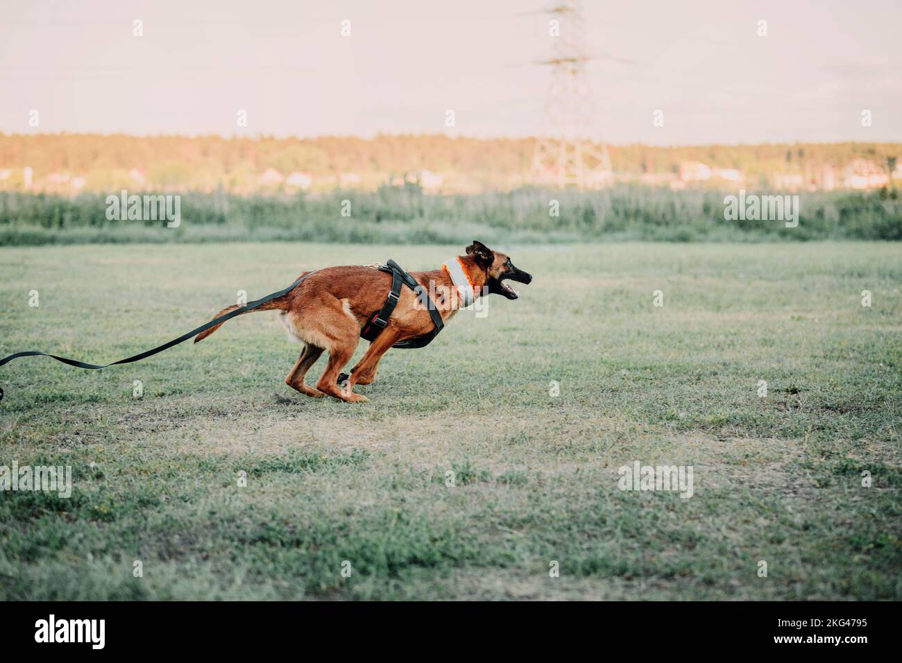 Working malinois dog. Belgian shepherd dog. Police, guard dog Stock ...