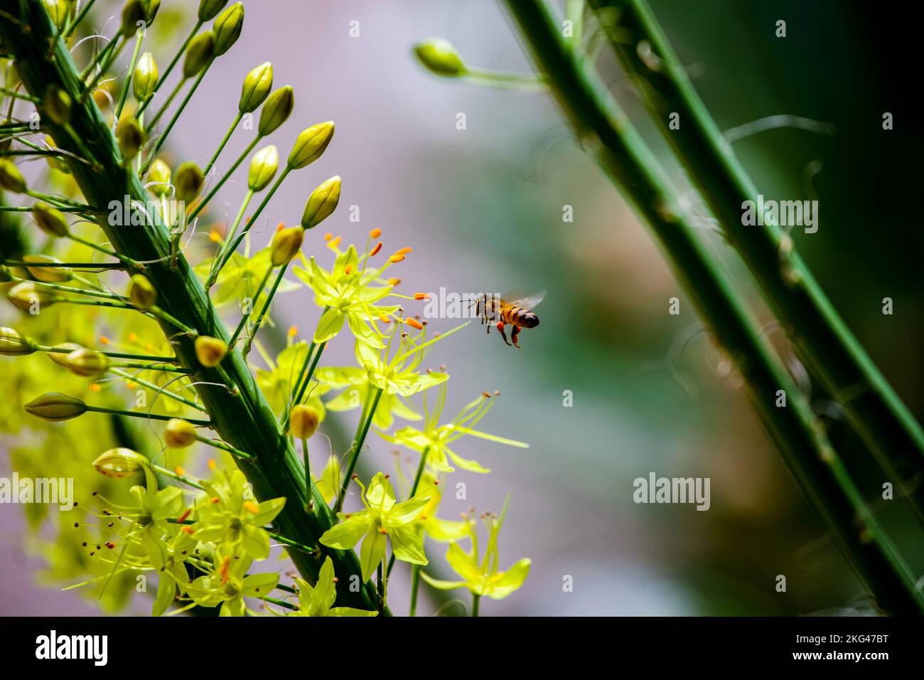 Stenophyllus hi-res stock photography and images - Alamy