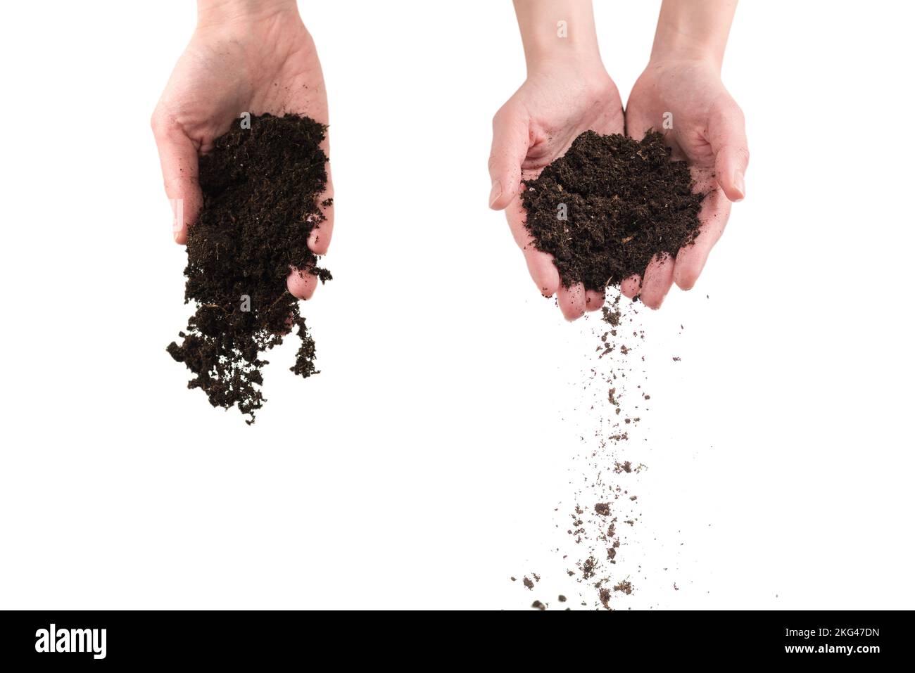 Brown soil in woman hands isolated on white background. The soil falls ...