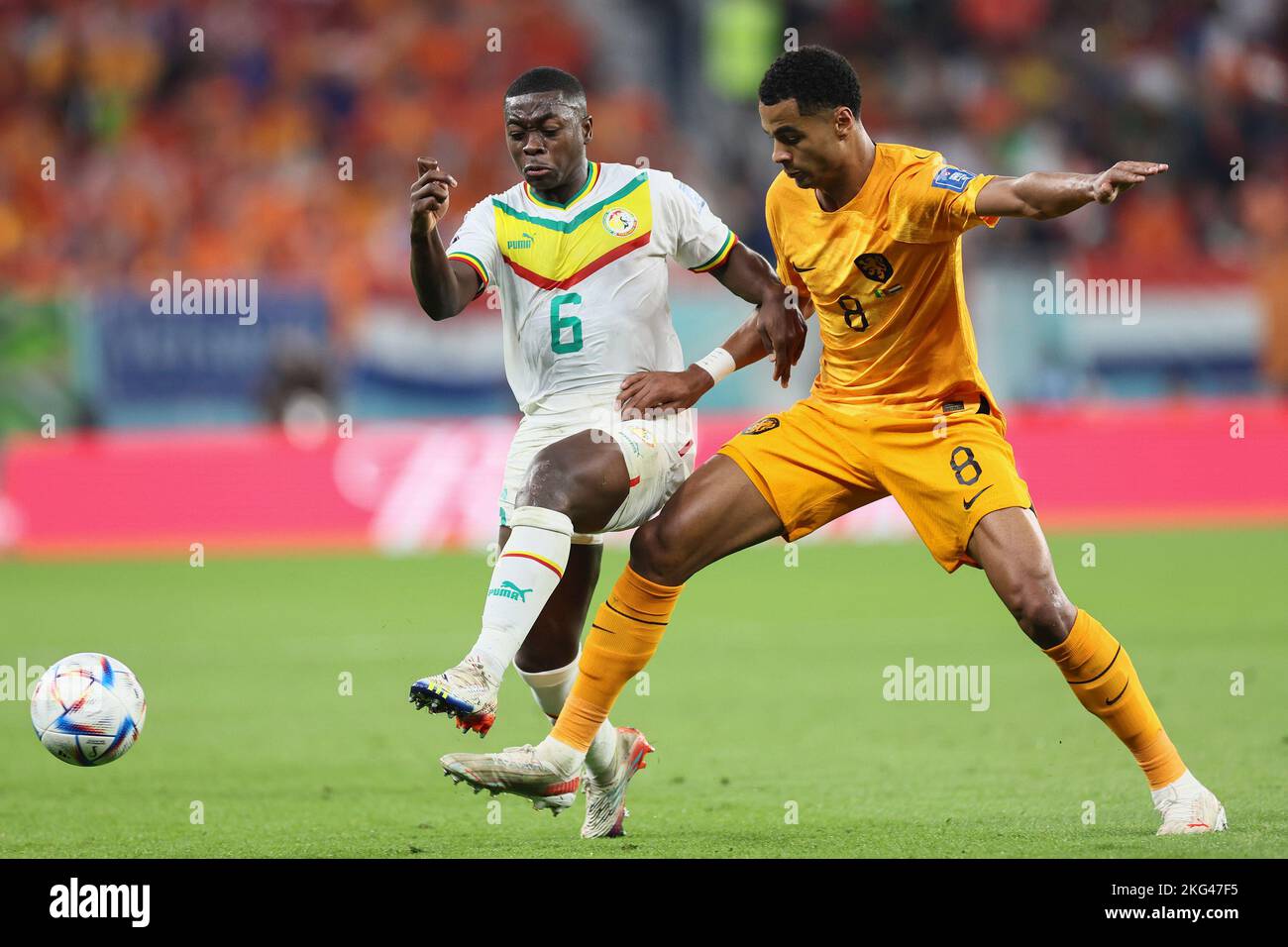 Doha, Qatar. 21st Nov, 2022. Nampalys Mendy (L) of Senegal vies with Cody Gakpo of the ...