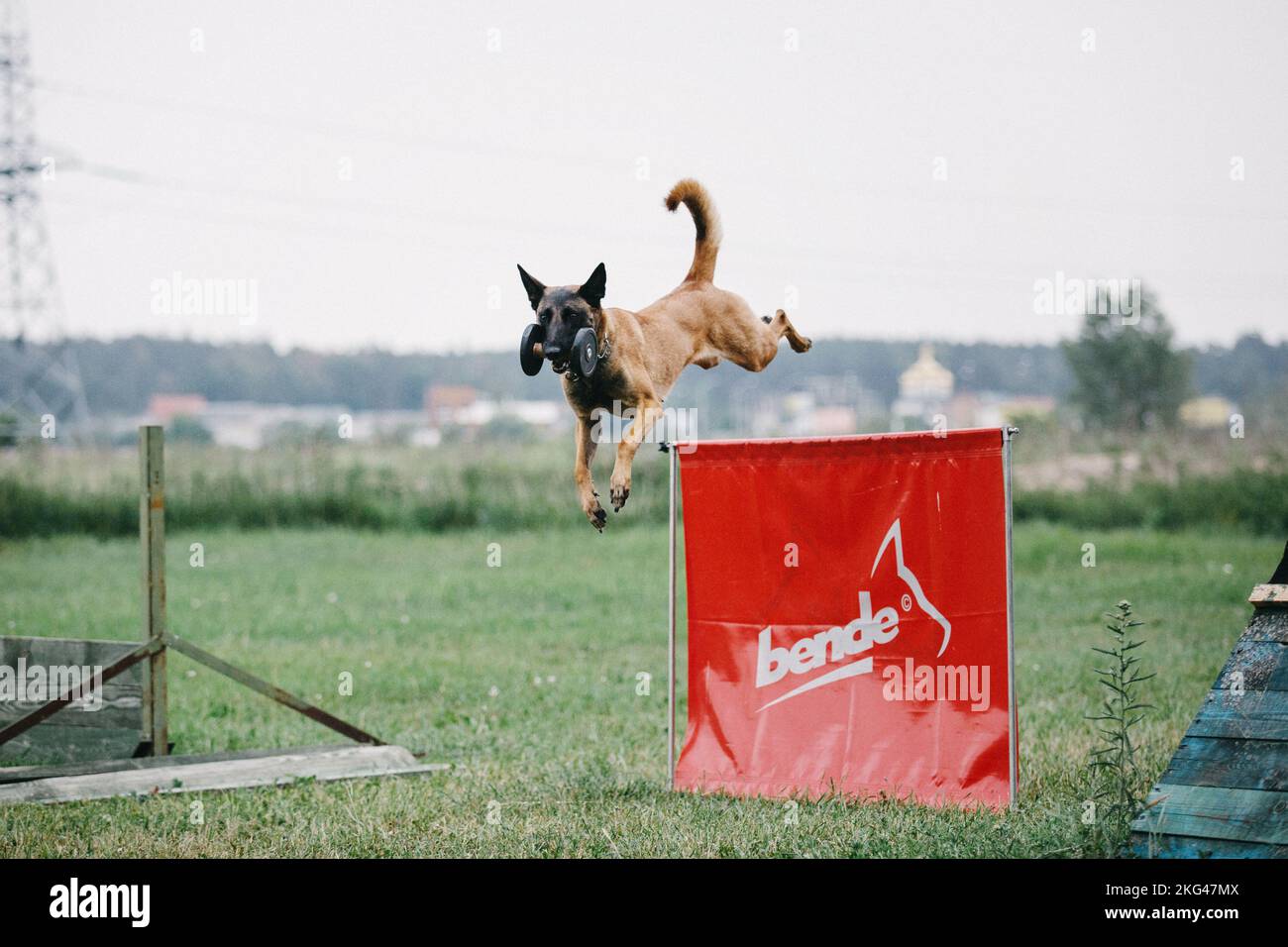 Working malinois dog. Belgian shepherd dog. Police, guard dog Stock ...