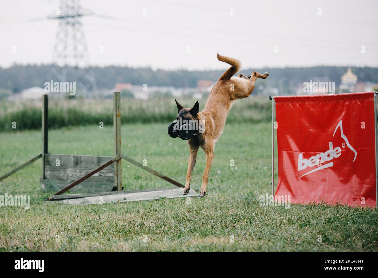 Working malinois dog. Belgian shepherd dog. Police, guard dog Stock ...