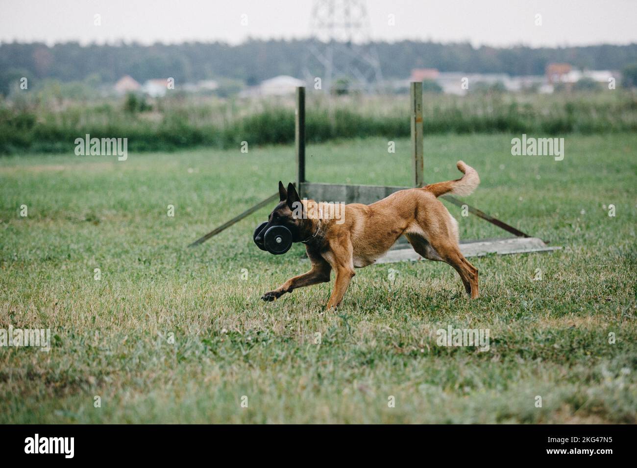 Working malinois dog. Belgian shepherd dog. Police, guard dog Stock ...
