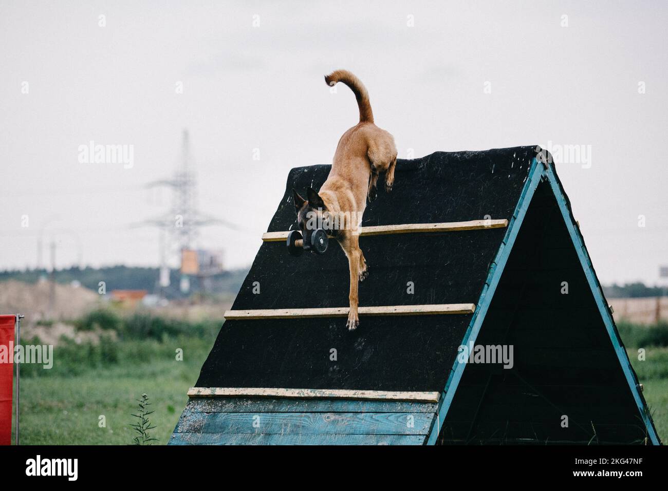 Working malinois dog. Belgian shepherd dog. Police, guard dog Stock ...