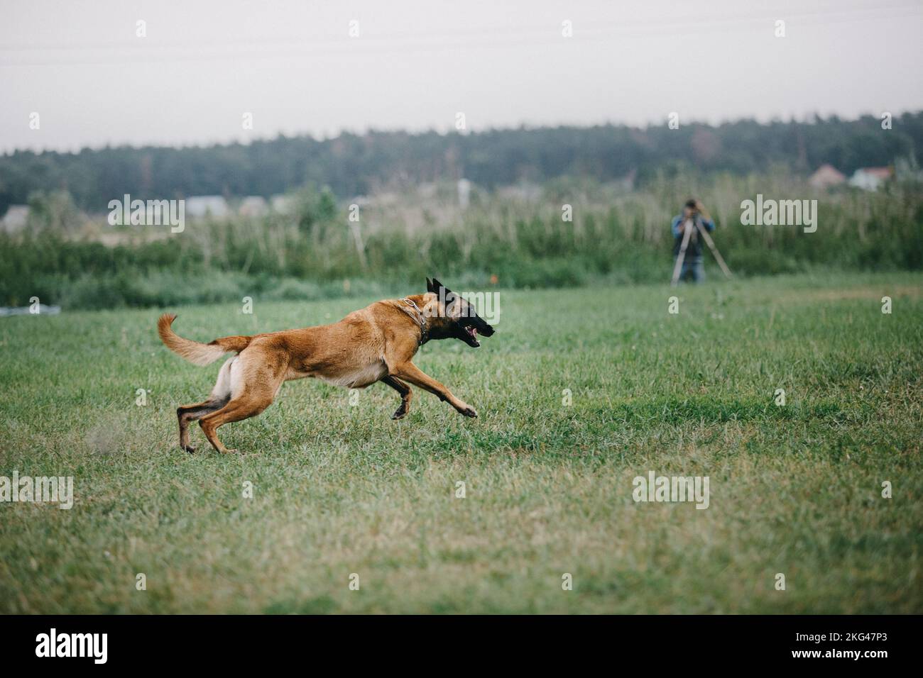 Working malinois dog. Belgian shepherd dog. Police, guard dog Stock ...