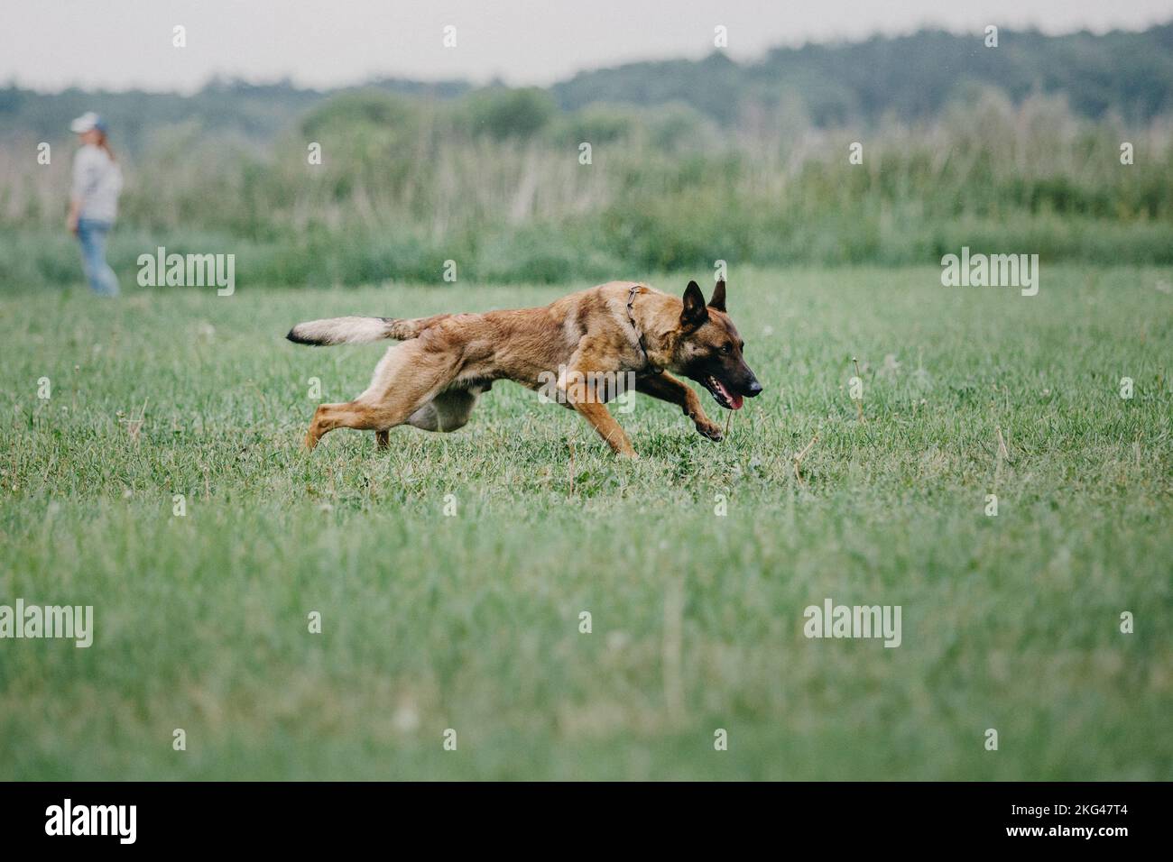 Working malinois dog. Belgian shepherd dog. Police, guard dog Stock ...