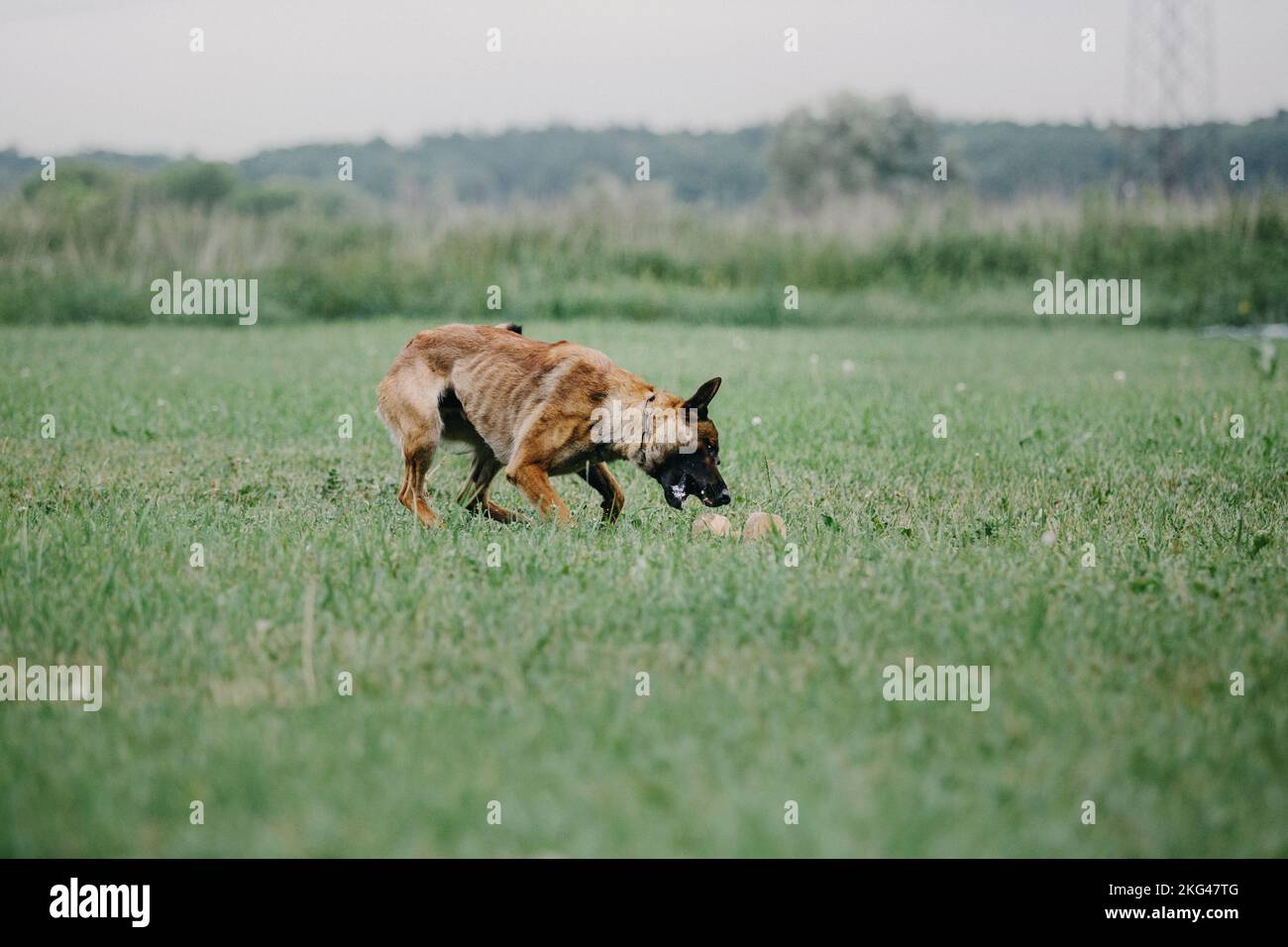 Working malinois dog. Belgian shepherd dog. Police, guard dog Stock ...