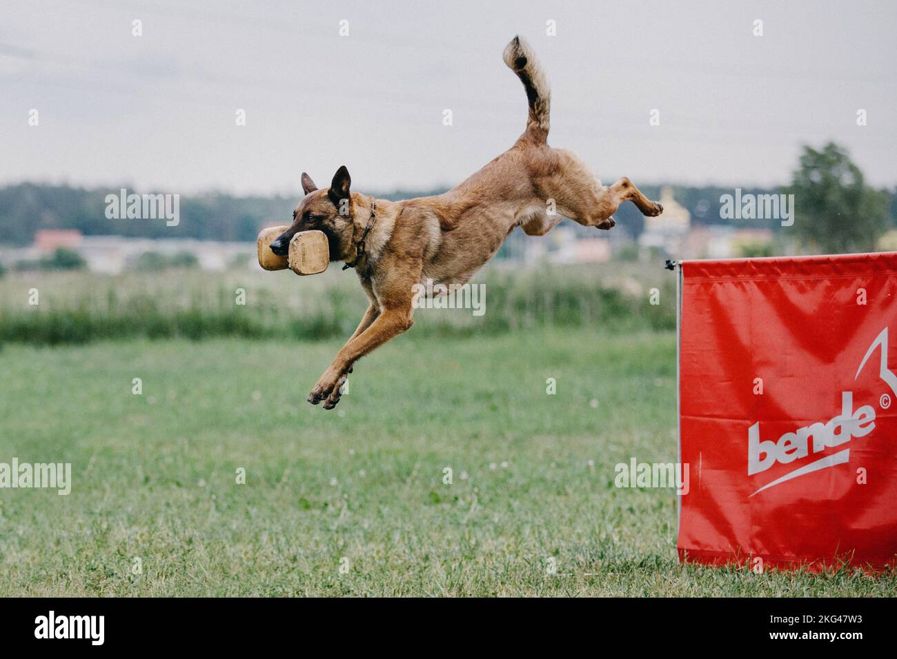 Working malinois dog. Belgian shepherd dog. Police, guard dog Stock ...