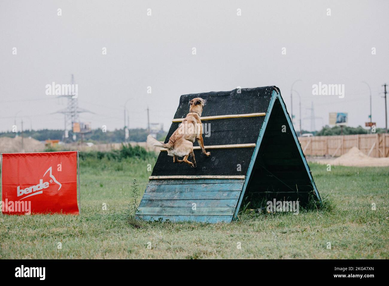 Working malinois dog. Belgian shepherd dog. Police, guard dog Stock ...