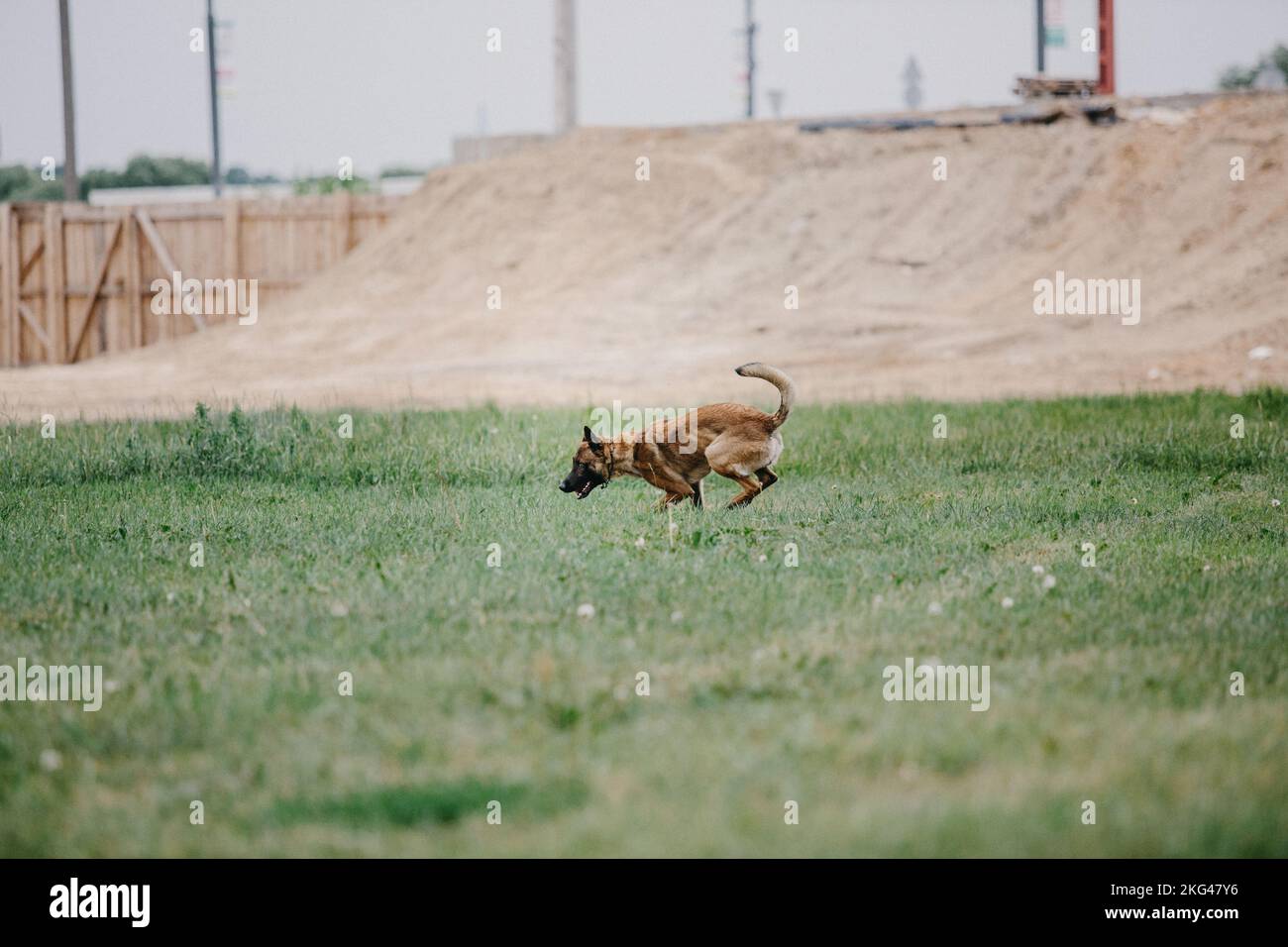 Working malinois dog. Belgian shepherd dog. Police, guard dog Stock ...