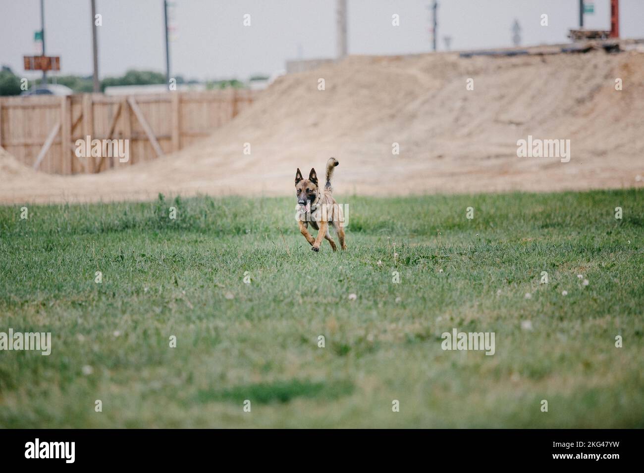 Belgian malinois military working dog hi-res stock photography and ...