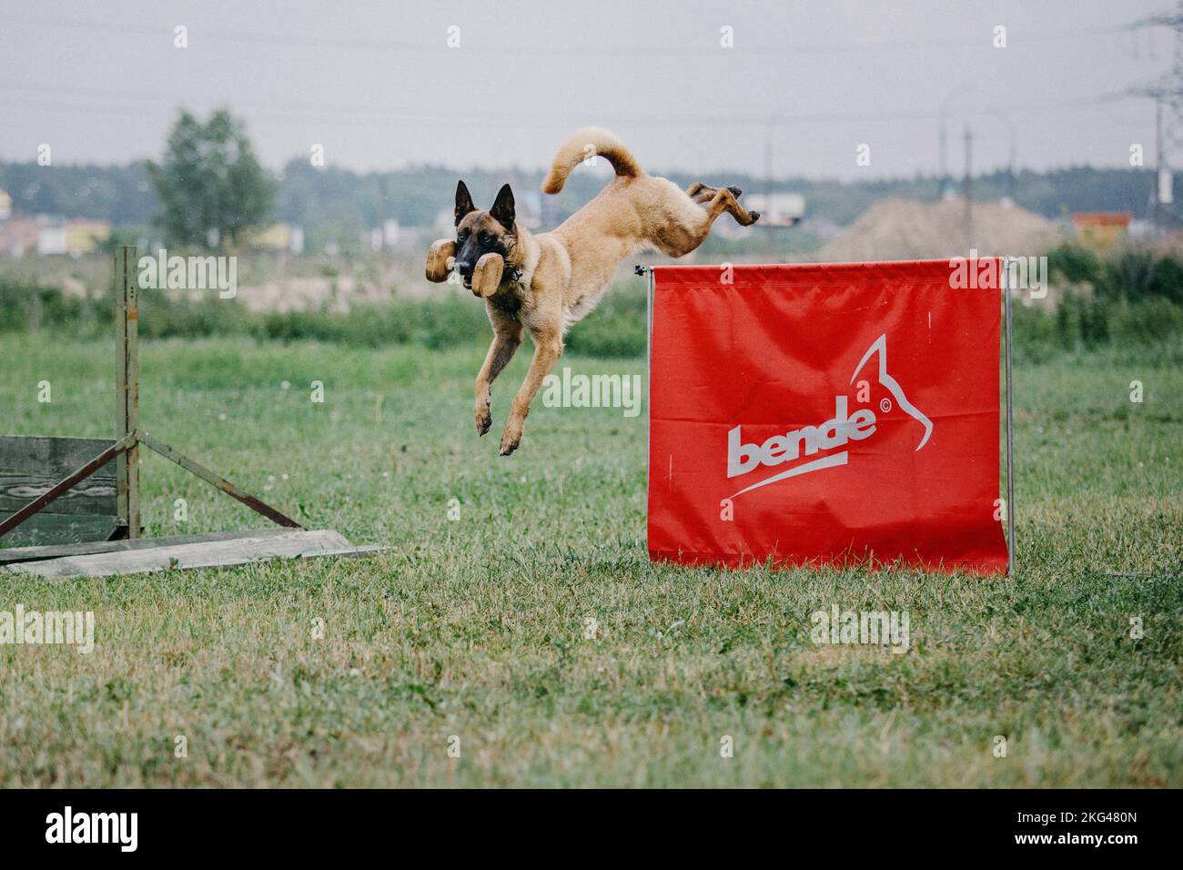 Working malinois dog. Belgian shepherd dog. Police, guard dog Stock ...