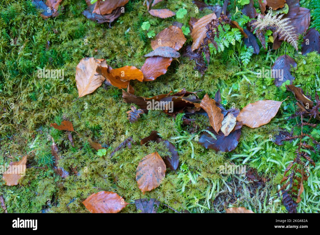 Green botanical forest background. Forest pattern Stock Photo - Alamy