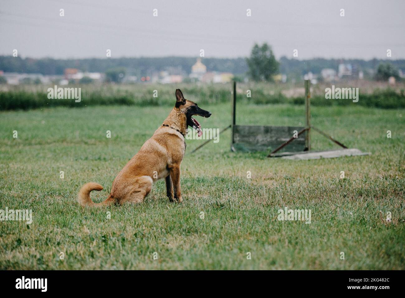 Working malinois dog. Belgian shepherd dog. Police, guard dog Stock ...