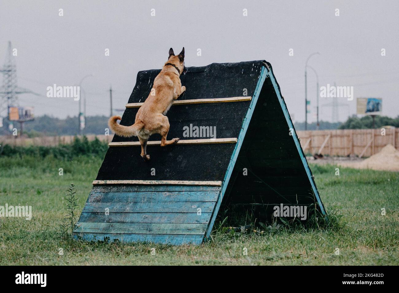 Working malinois dog. Belgian shepherd dog. Police, guard dog Stock ...