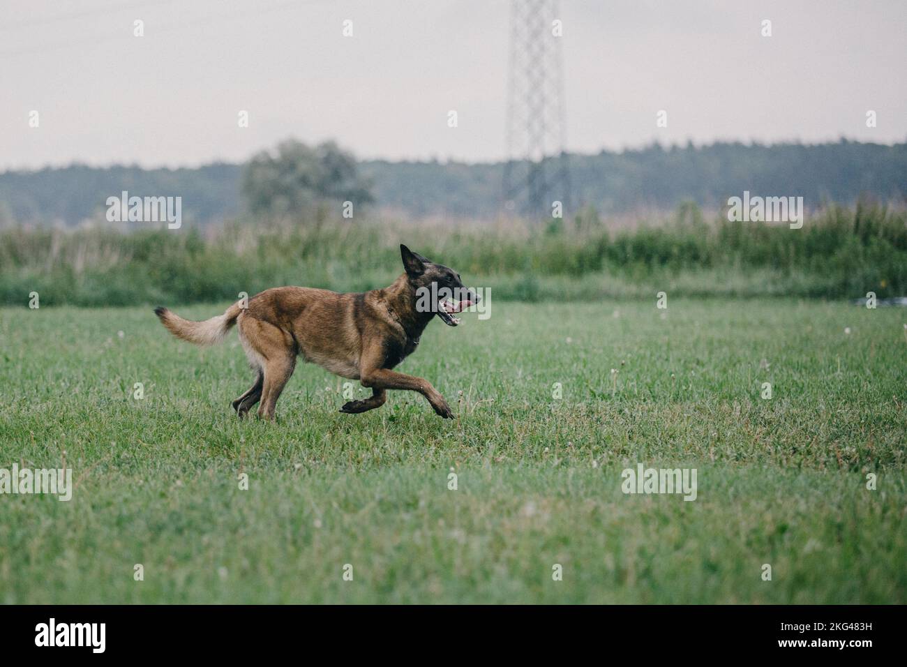 Working malinois dog. Belgian shepherd dog. Police, guard dog Stock ...