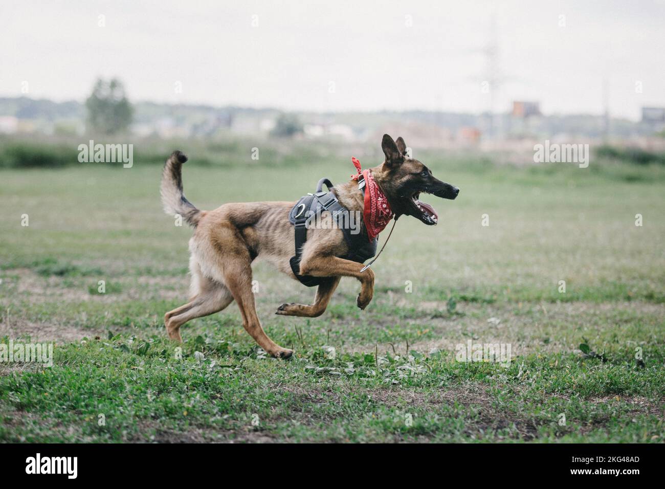 Belgian malinois military working dog hi-res stock photography and ...