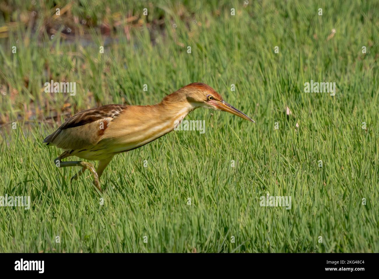 Australian bittern hi-res stock photography and images - Alamy